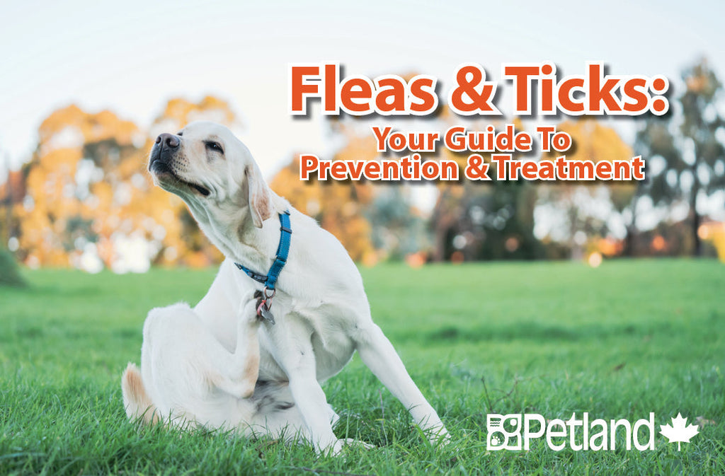 Fleas and Ticks: Your Guide to Prevention and Treatment – Petland Canada