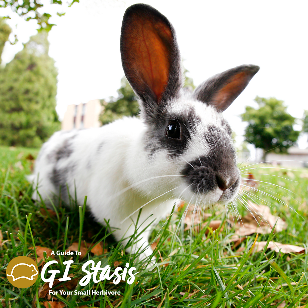 A Guide To GI Stasis For Your Small Herbivore – Petland Canada