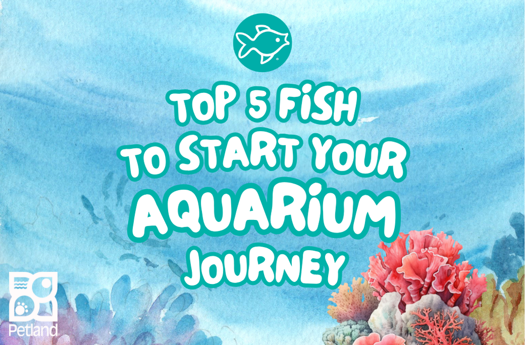 Top 5 Fish To Start Your Aquarium Journey – Petland Canada