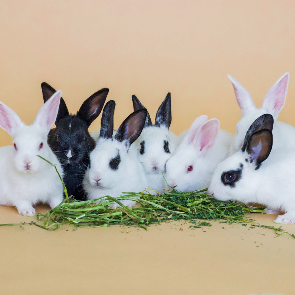 What Kind Of Hay Is The Right Choice For My Pet? Featuring Blue Mounta ...