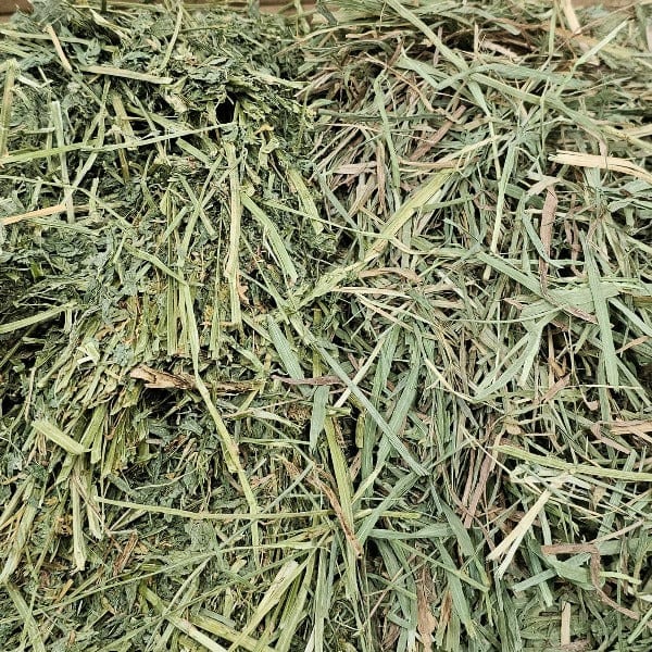 Blue Mountain Hay High-Altitude Young Pet Hay Blend, 5lb – Petland Canada