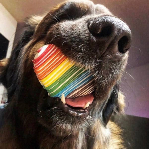 Bosco and Roxy's Pride & Family | Heart – Petland Canada