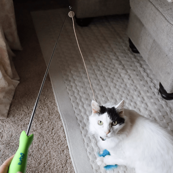 Turbo Telescoping Wand with LED Pointer Cat Toy – Petland Canada