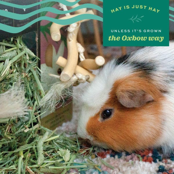 Oxbow Prime Cut Hay; Soft & Lush – Petland Canada